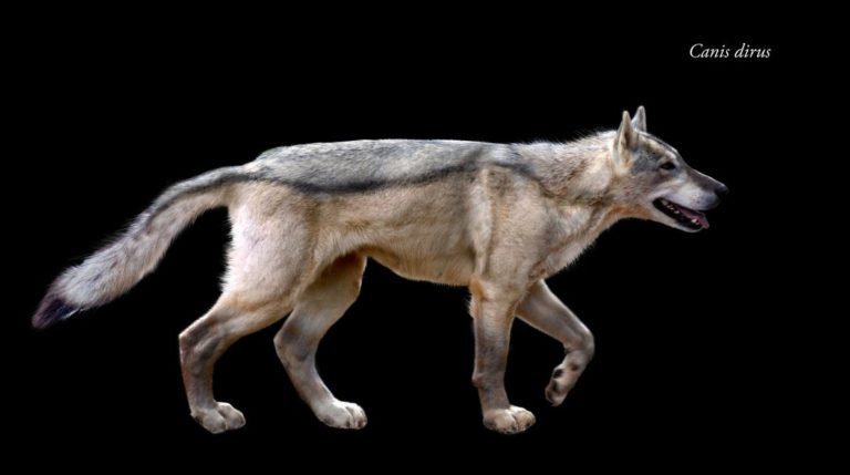 Extinct Wolf Species, From Prehistoric Times to Now - Jonathan H. Kantor